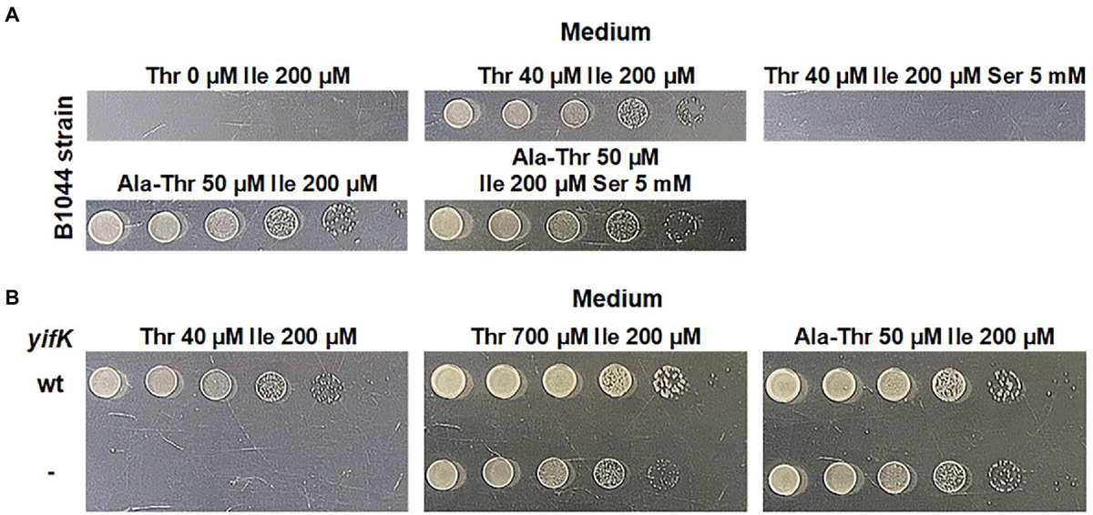 Frontiers | A study on L-threonine and L-serine uptake in Escherichia ...