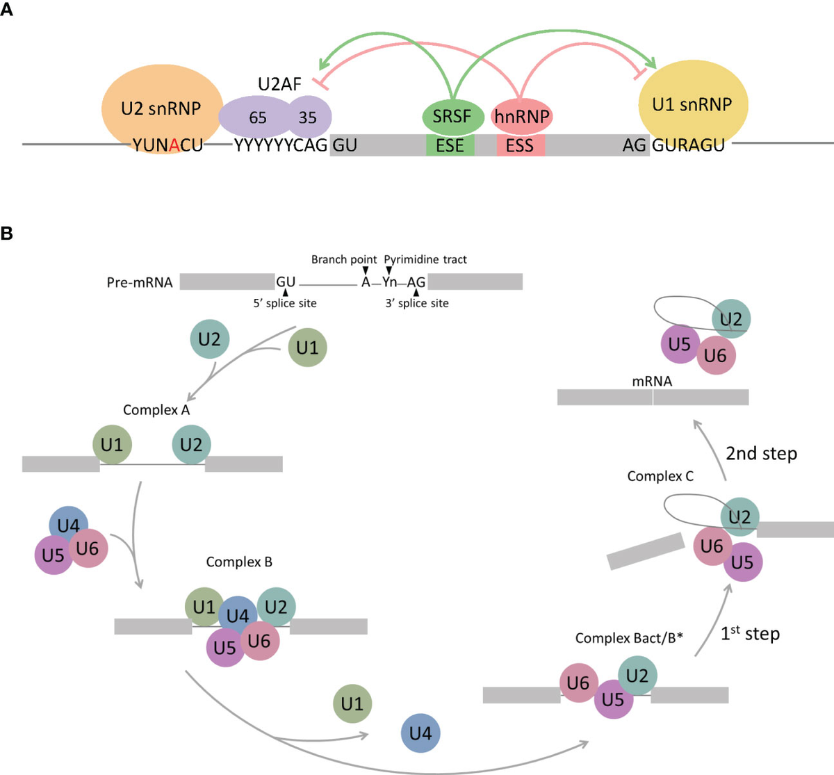 Frontiers | Targeting pre-mRNA splicing in cancers: roles, inhibitors ...