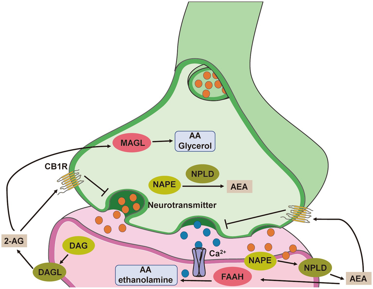 Frontiers | Role of integrating cannabinoids and the endocannabinoid ...