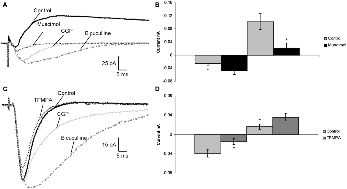 Frontiers | GABAC receptors in the lateral amygdala: a possible novel ...