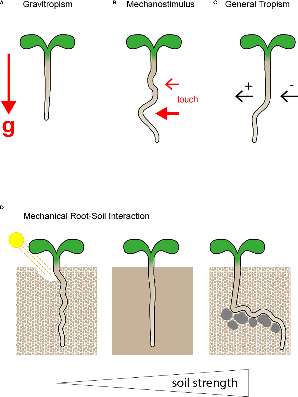 Frontiers | Recent insights into metabolic and signalling events of ...