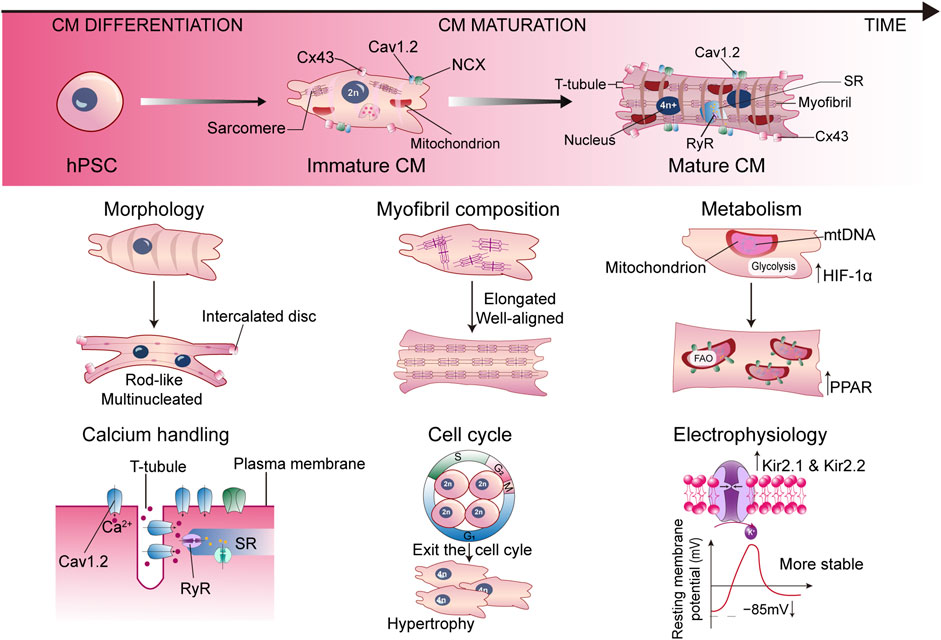 Frontiers | Engineering the maturation of stem cell-derived cardiomyocytes