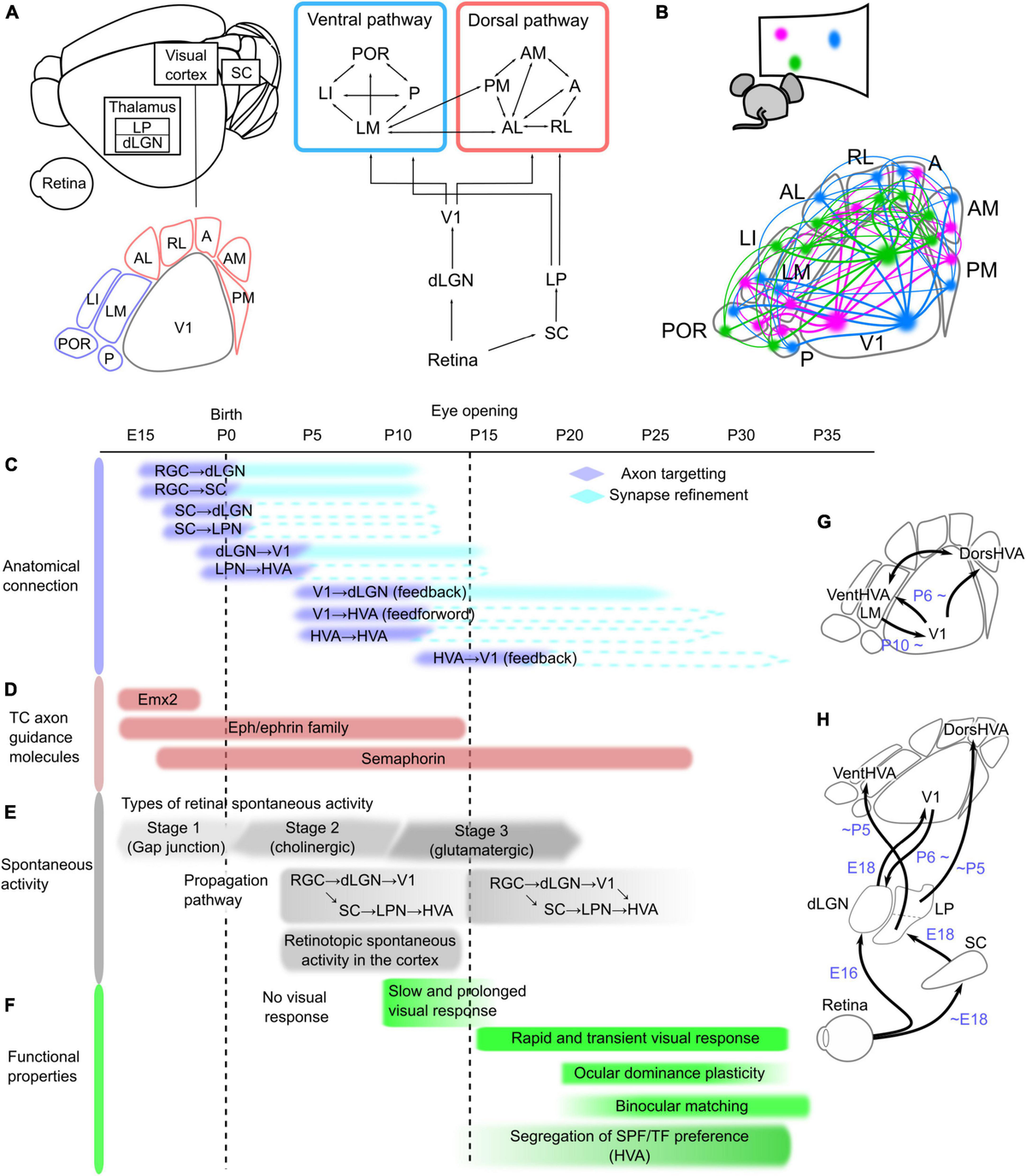 Frontiers | Thalamocortical circuits for the formation of hierarchical pathways in the mammalian ...