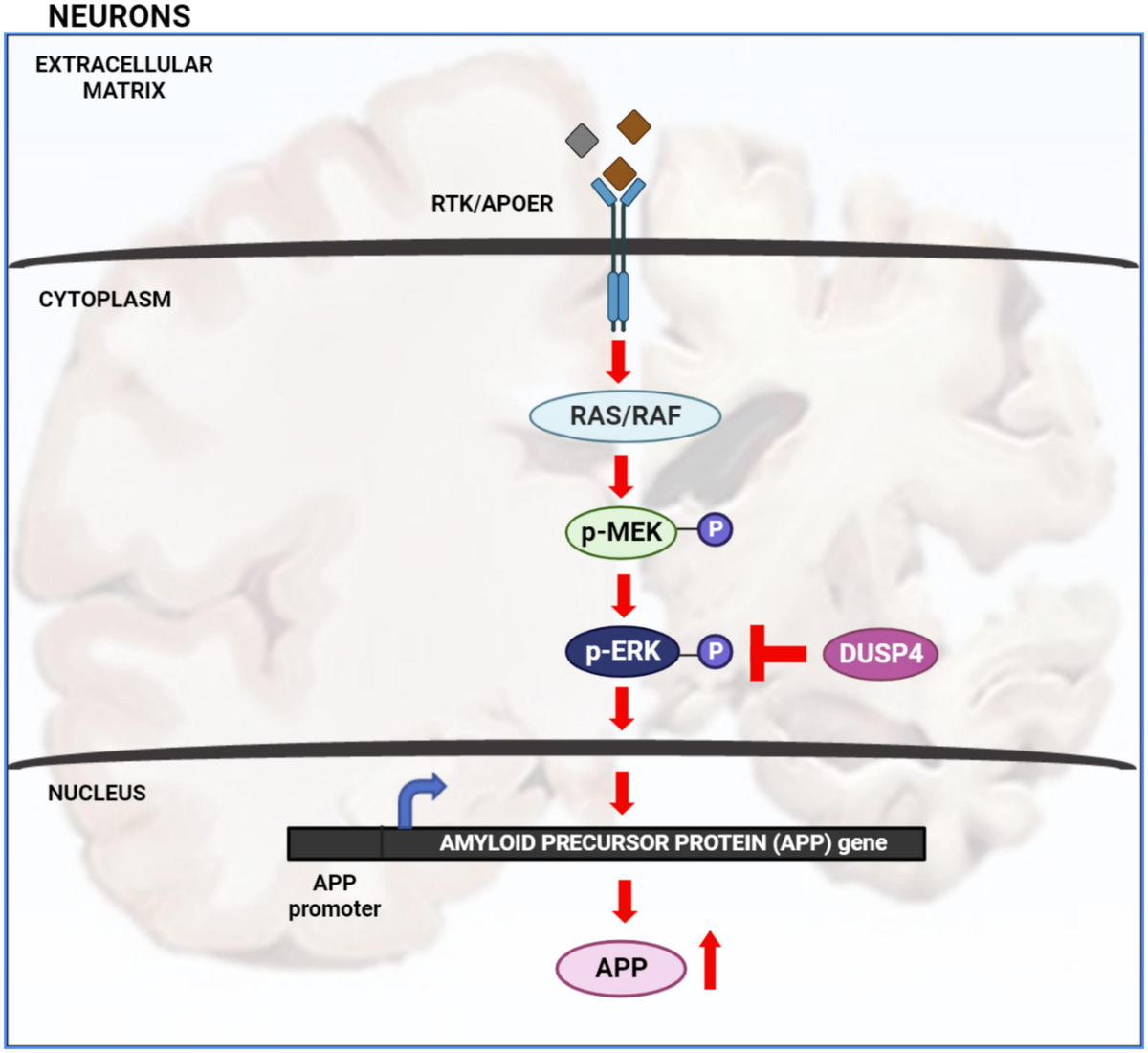 Frontiers | O-GlcNAcylation regulates extracellular signal-regulated ...