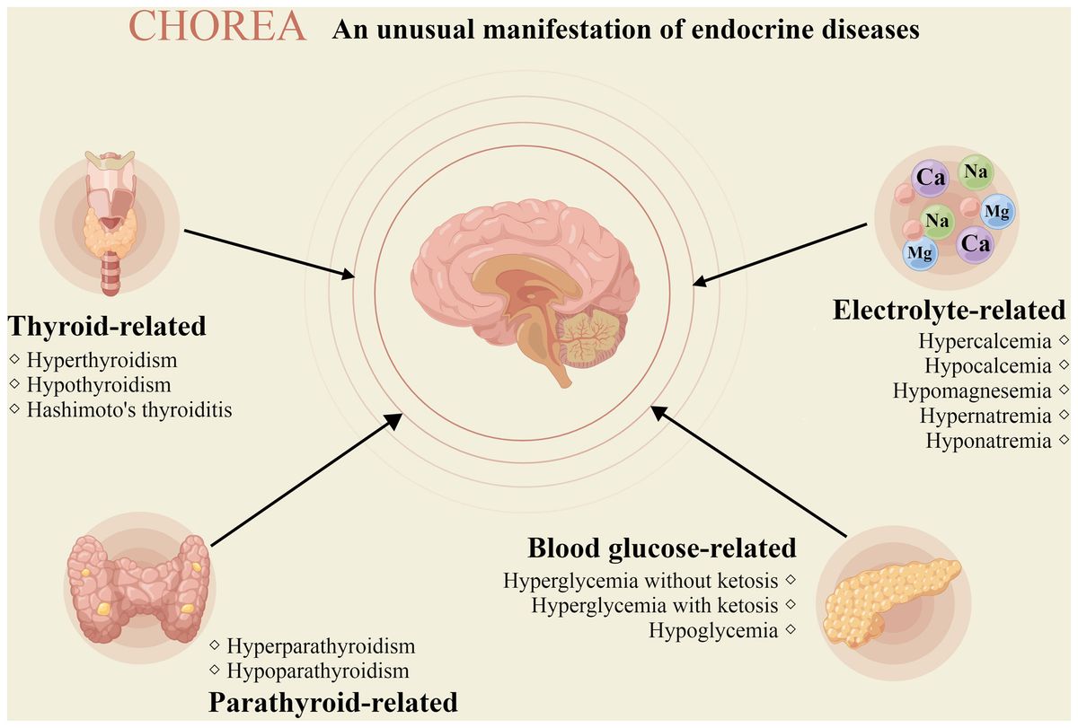 Frontiers | Chorea: An unusual manifestation of endocrine diseases Frontiers | Chorea: An unusual manifestation of endocrine diseases