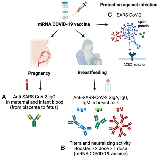 Frontiers | Editorial: Breast milk and passive immunity during the COVID-19 pandemic