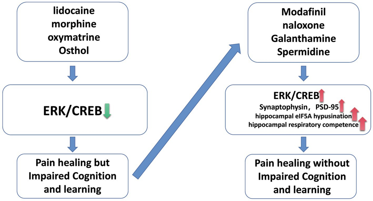 Frontiers | Mechanism of ERK/CREB pathway in pain and analgesia