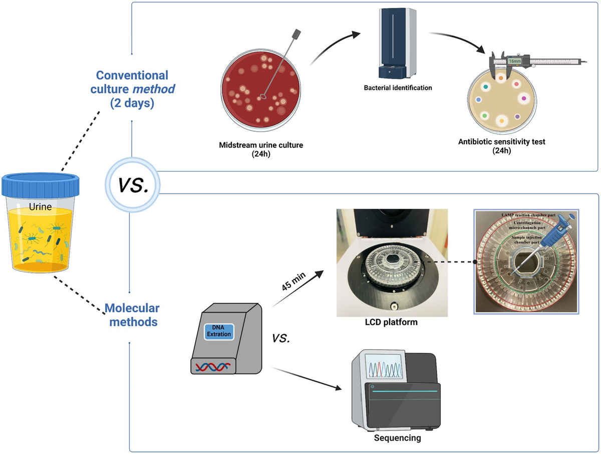 Frontiers | Development and evaluation of a centrifugal disk system for the rapid detection of ...