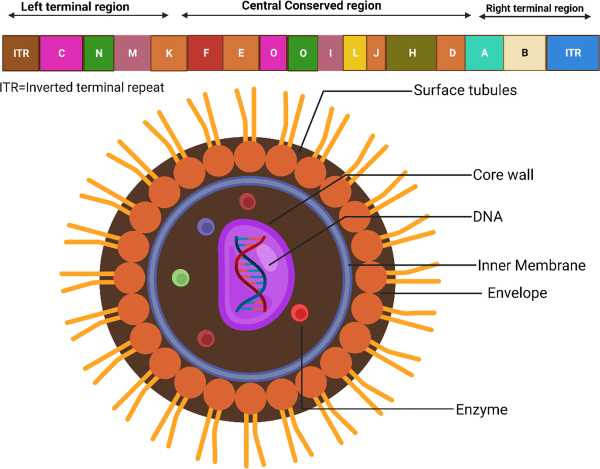 Frontiers | Anti-viral drug discovery against monkeypox and smallpox ...