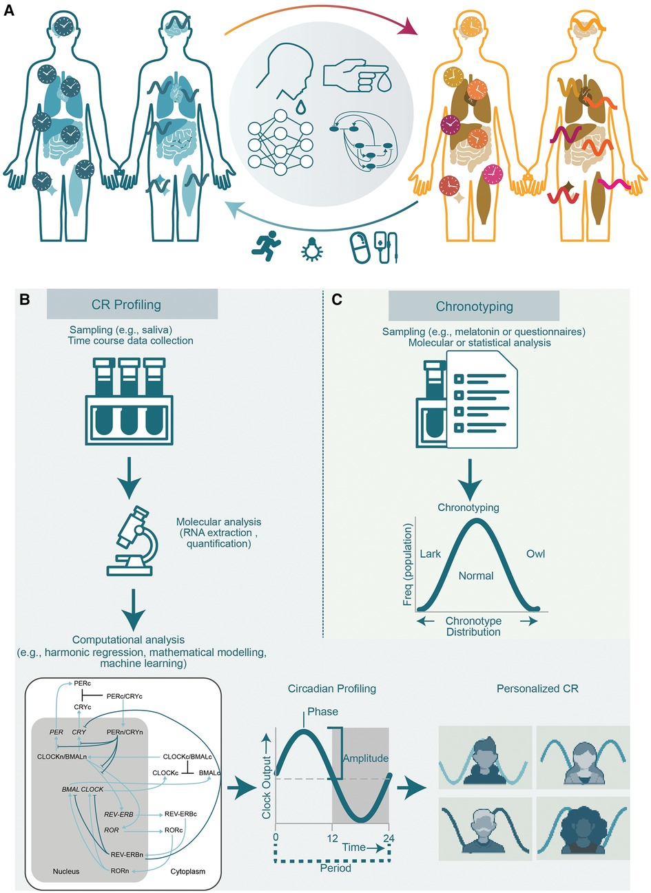 Frontiers | TimeTeller for timing health: The potential of circadian ...