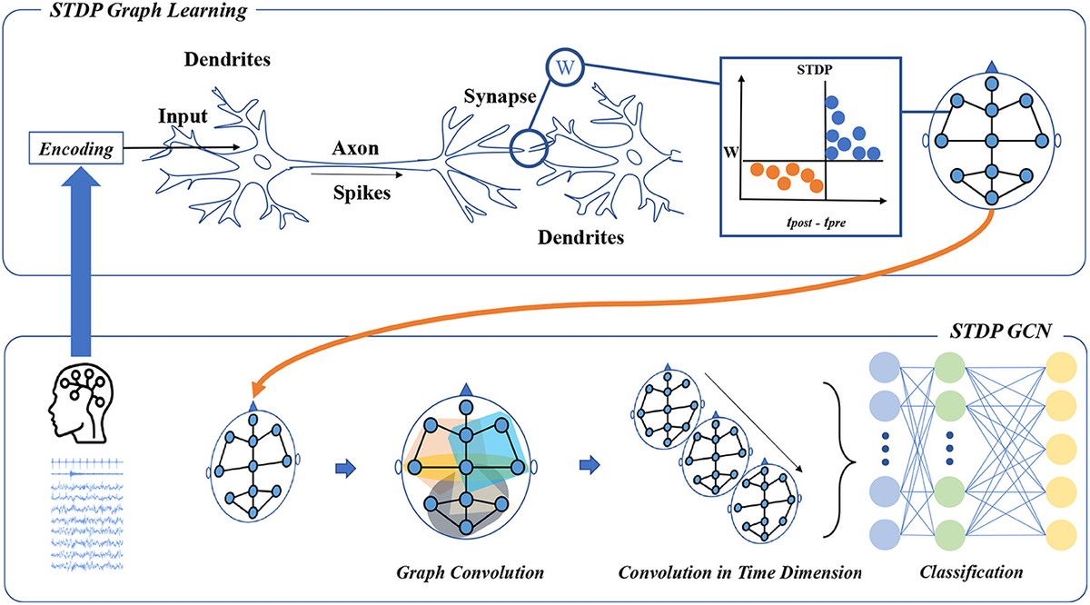 Frontiers | STDP-based adaptive graph convolutional networks for automatic sleep staging