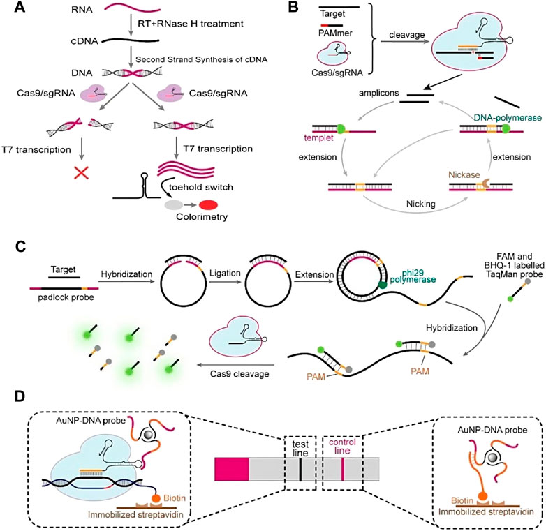Frontiers | CRISPR-cas technology: A key approach for SARS-CoV-2 detection