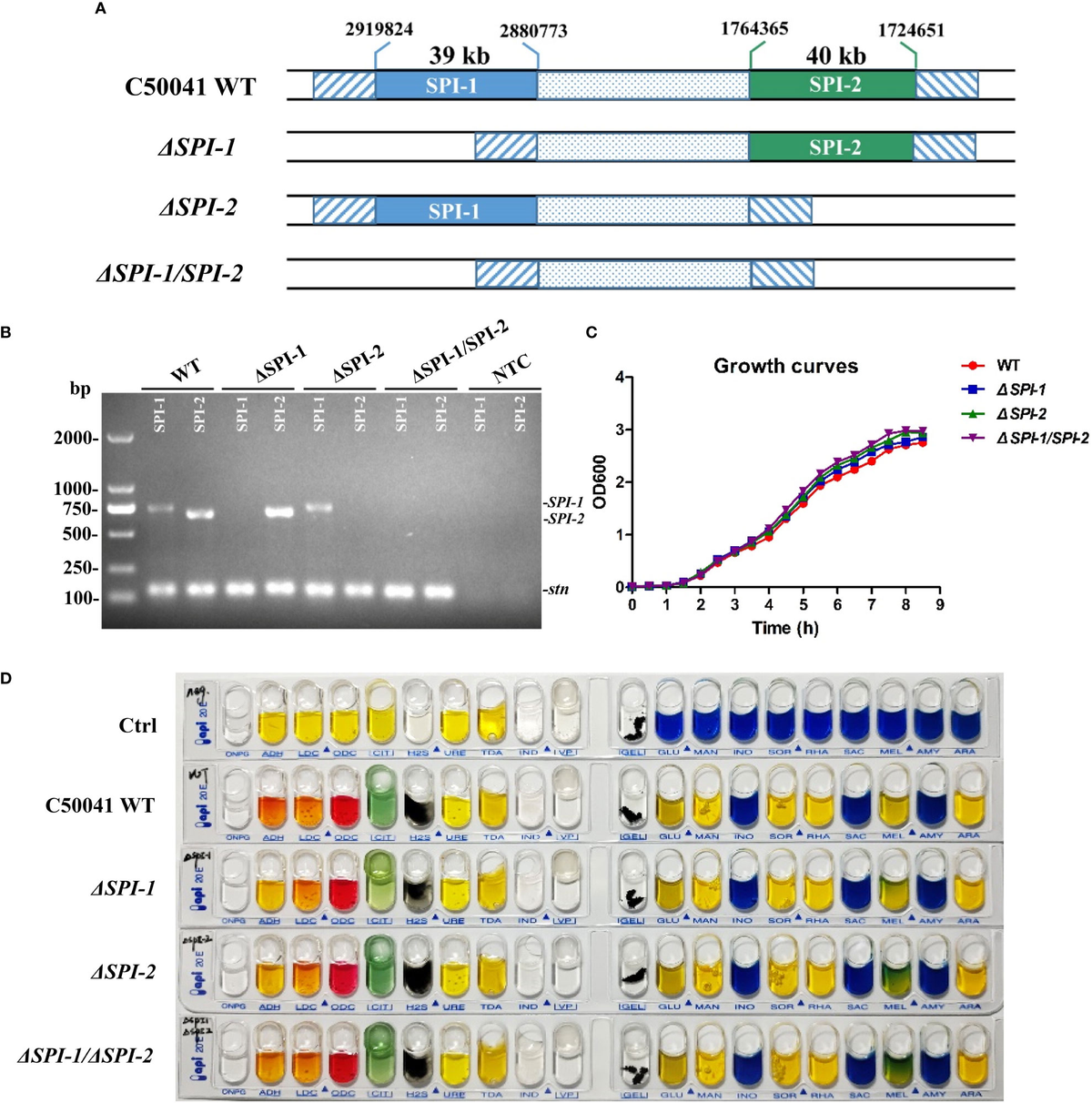 Frontiers | Salmonella Enteritidis activates inflammatory storm via SPI ...