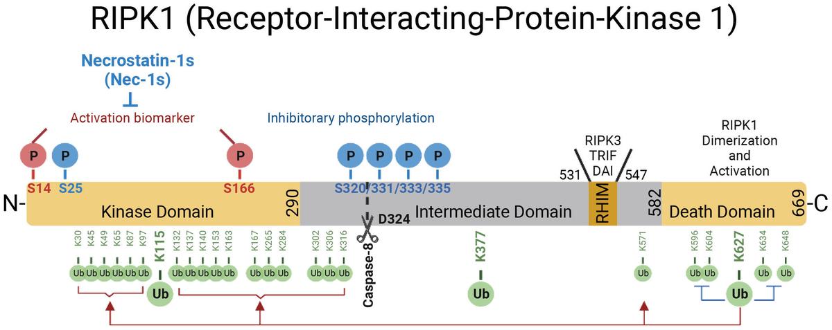 Frontiers | Targeting RIPK1 kinase for modulating inflammation in human ...