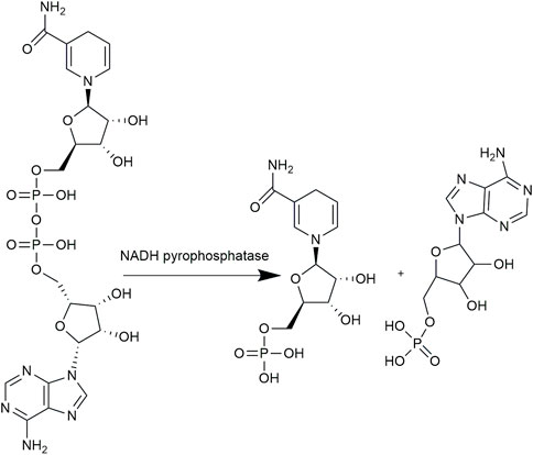 Frontiers | Protein engineering of NADH pyrophosphatase for efficient ...