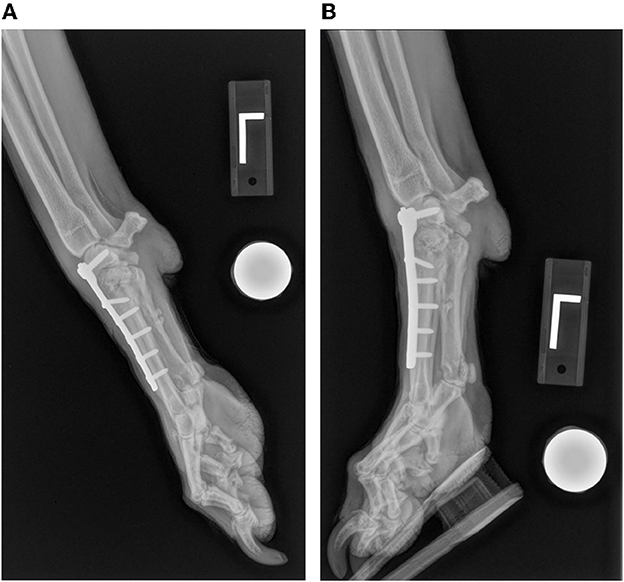 Frontiers | Implant removal rate after partial carpal arthrodesis in ...