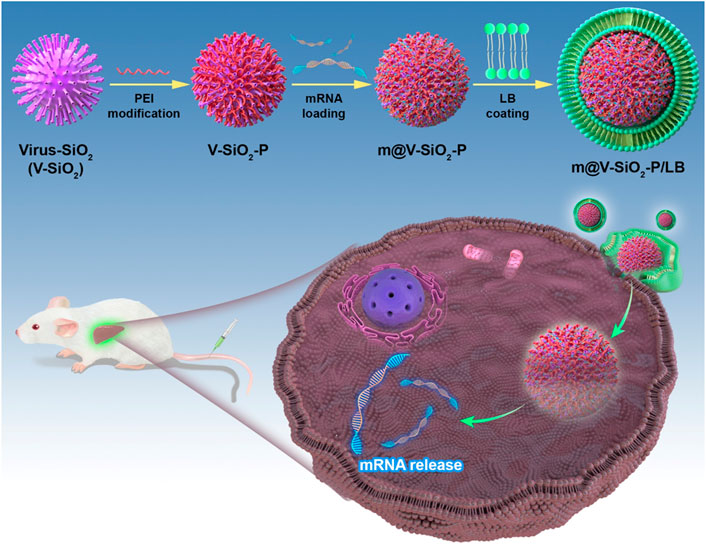 Frontiers | Novel bionic inspired nanosystem construction for precise ...