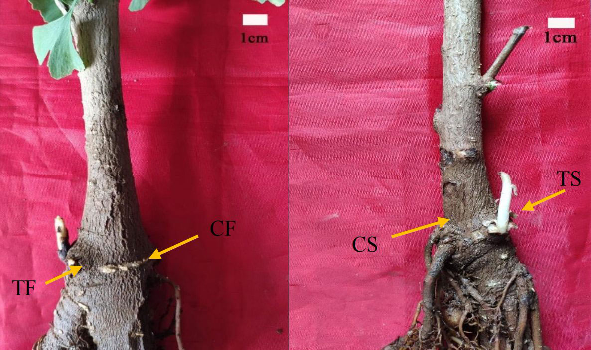 Frontiers | The development and transcriptome regulation of the ...