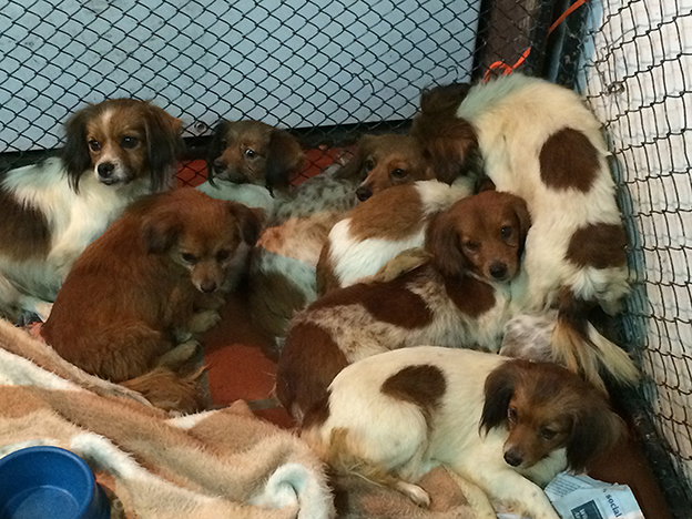 Frontiers | “Dying alone and being eaten”: dog scavenging on the ...