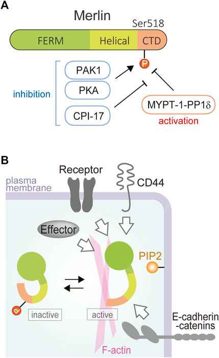 Frontiers | NF2 alteration in mesothelioma