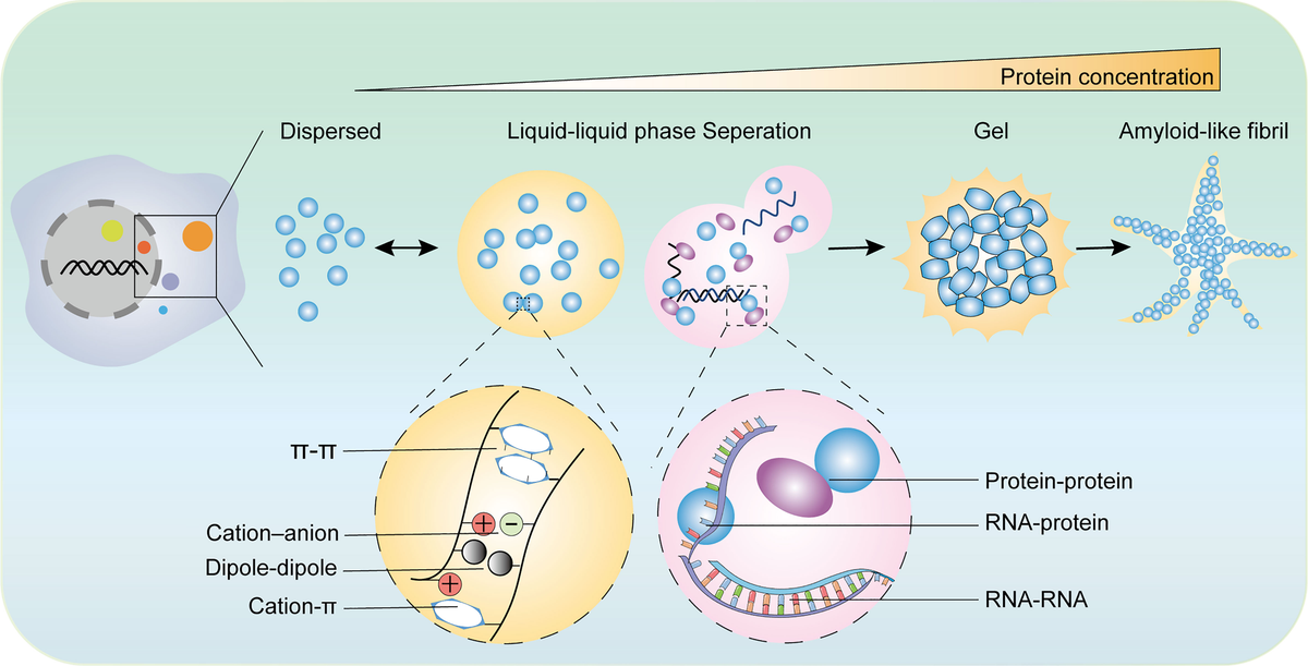 Frontiers | Molecular mechanisms and cellular functions of liquid ...