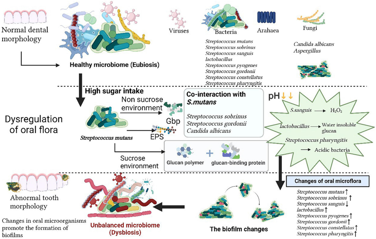Frontiers | Association of polymicrobial interactions with dental ...