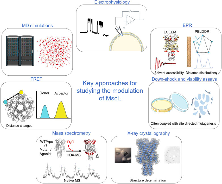 Frontiers | Approaches for the modulation of mechanosensitive MscL channel pores