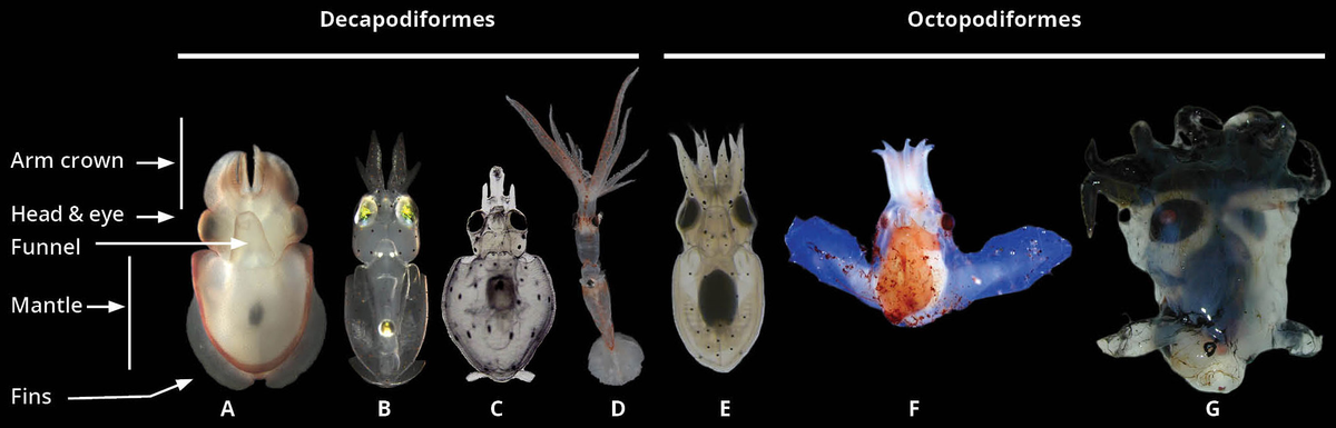 Frontiers | Cephalopod ontogeny and life cycle patterns