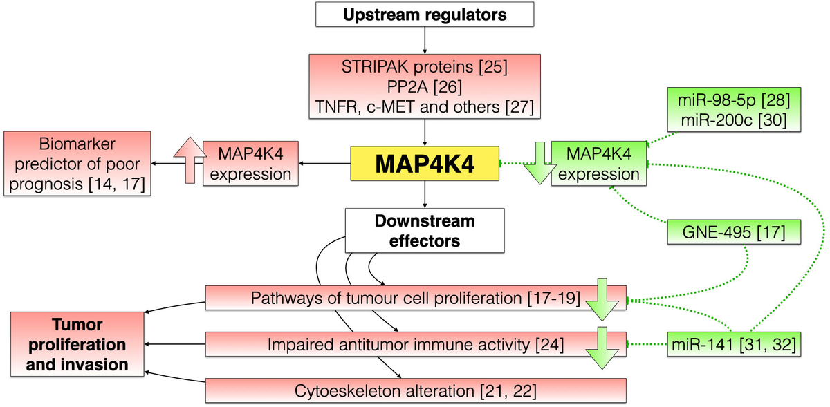 Frontiers | MAP4K4 and cancer: ready for the main stage?