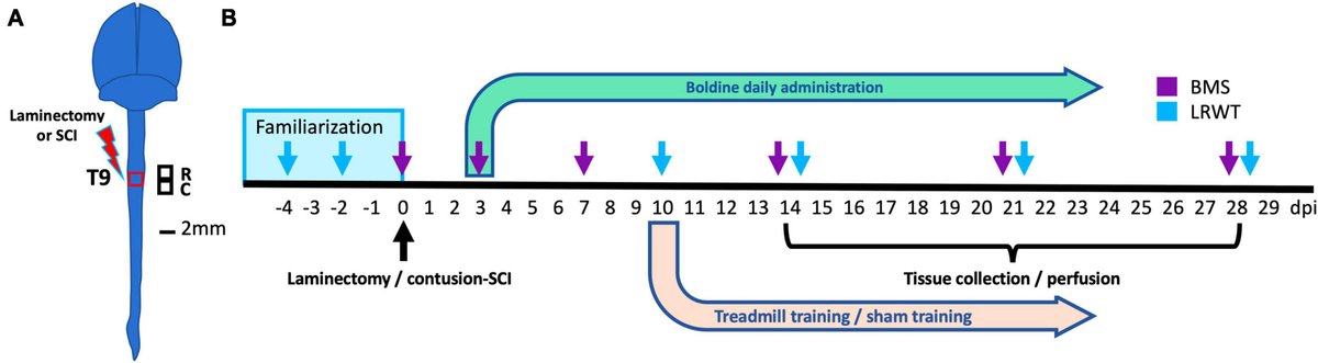 Frontiers | Boldine modulates glial transcription and functional ...