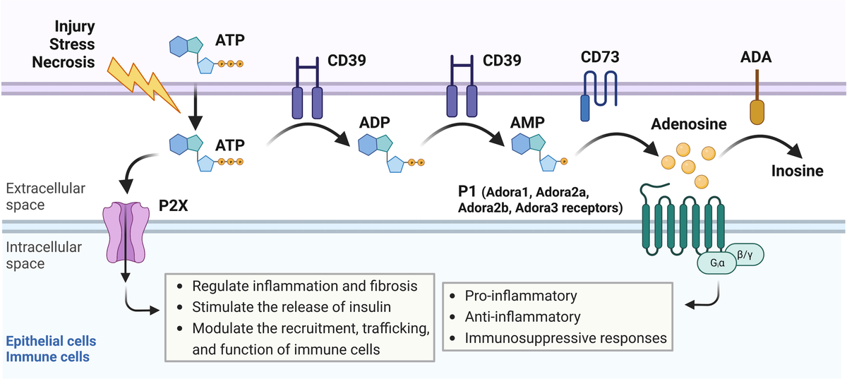 Frontiers | The resurgence of the Adora2b receptor as an ...