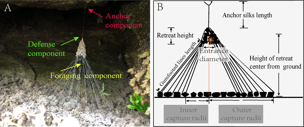Frontiers | Economic web-building behavior and behavioral investment ...
