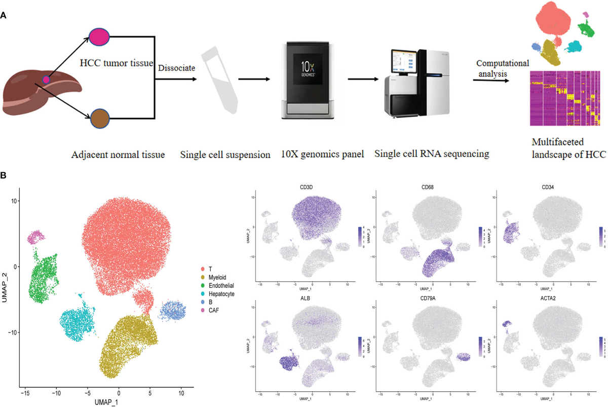 Frontiers | Single-cell RNA sequencing highlights the role of PVR/PVRL2 ...