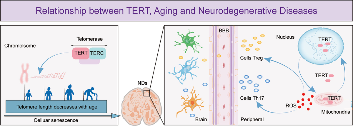 Frontiers Telomerase Reverse Transcriptase And Neurodegenerative Diseases
