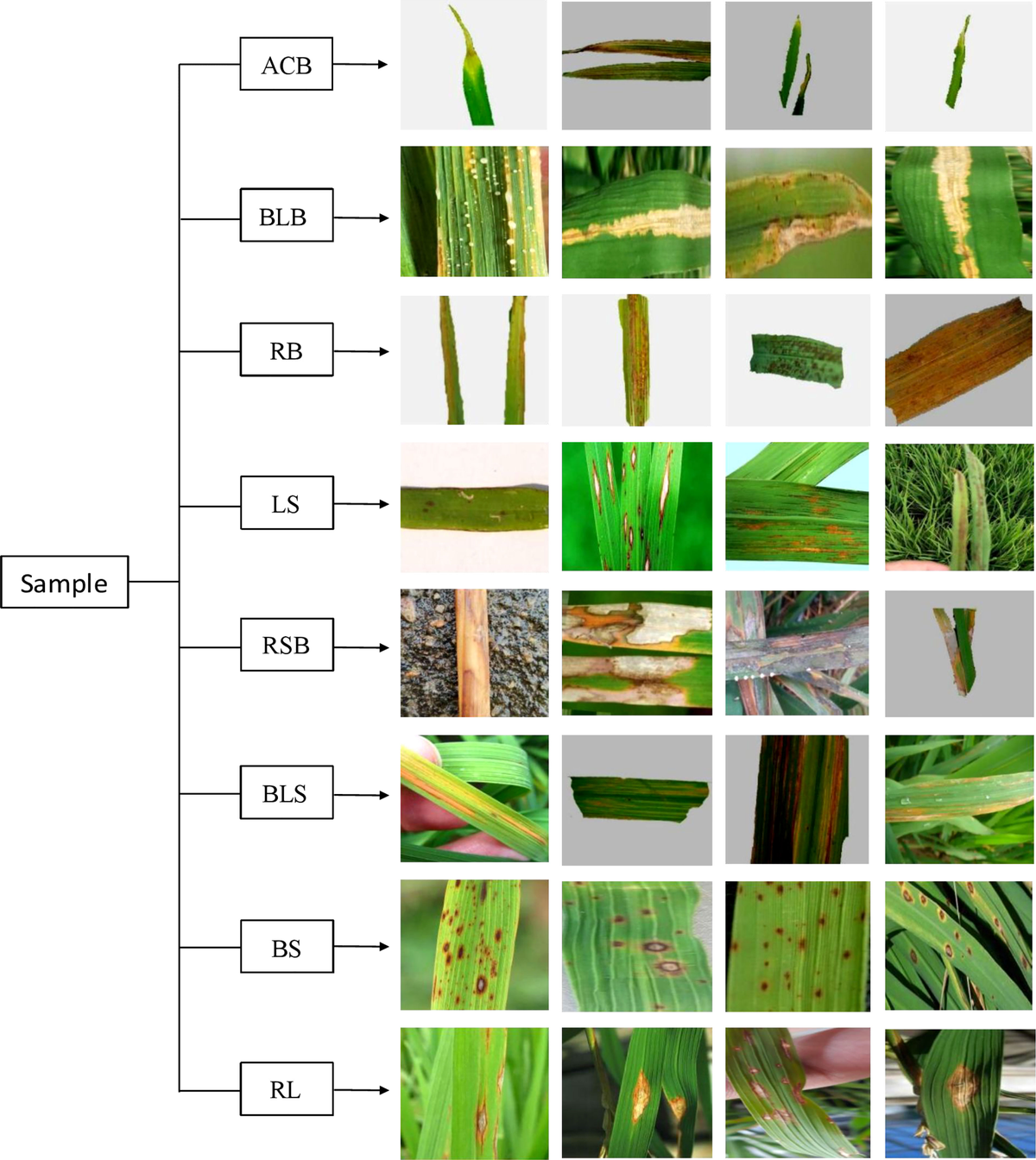 Frontiers | Stacking-based and improved convolutional neural network: a new approach in rice ...