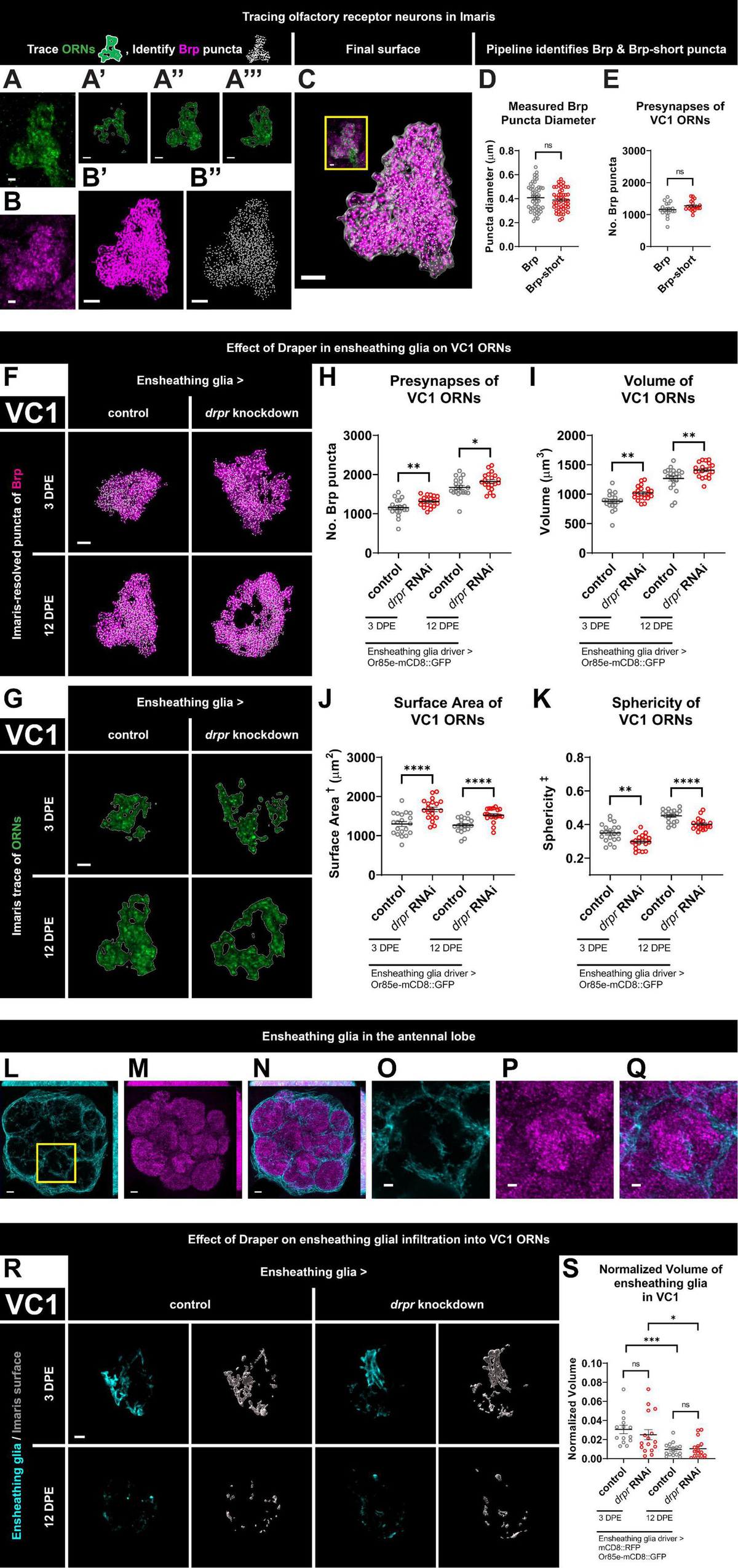 Frontiers | Early Draper-mediated glial refinement of neuropil architecture and synapse number ...