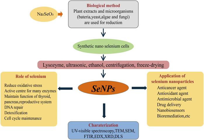 Frontiers | Bioconversion of inorganic selenium to less toxic selenium ...
