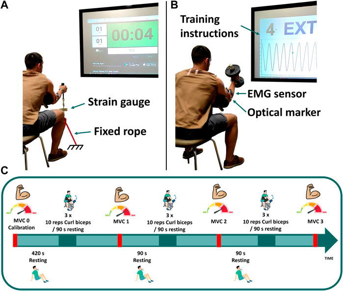Frontiers | Applying a muscle fatigue model when optimizing load ...