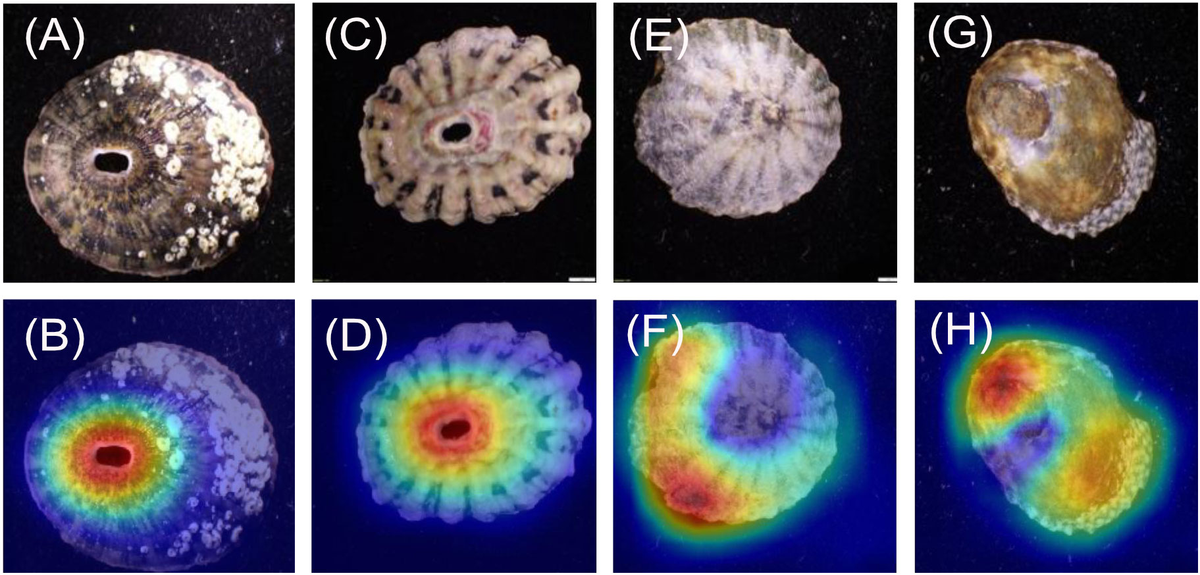 Frontiers | Using computer vision to identify limpets from their shells ...