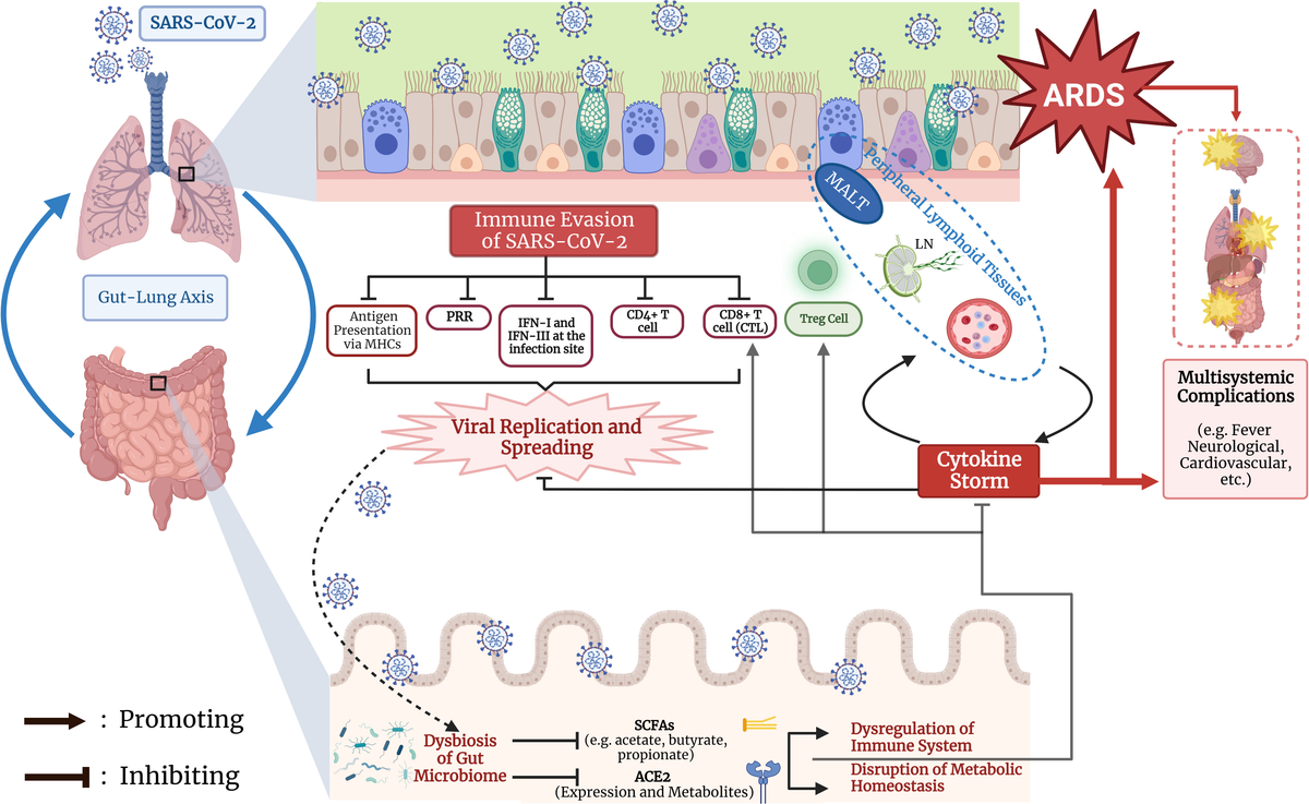 Frontiers | Regulation of SARS-CoV-2 infection by diet-modulated gut microbiota