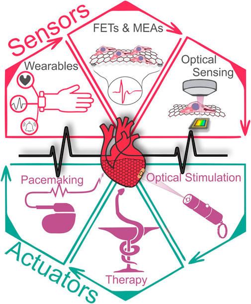Frontiers | Graphene-based cardiac sensors and actuators