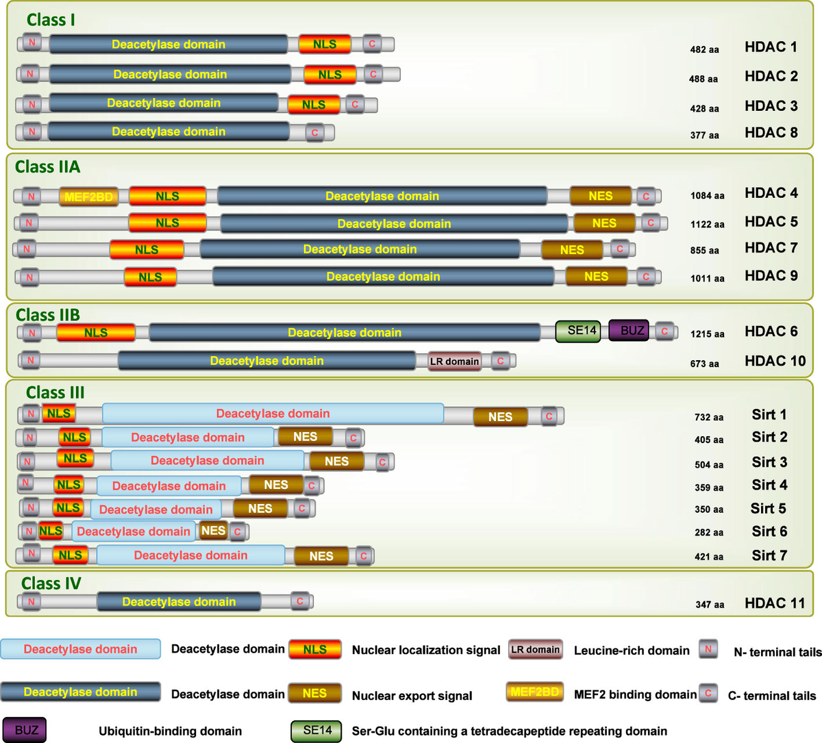 Frontiers | HDAC6 inhibition: a significant potential regulator and therapeutic option to ...