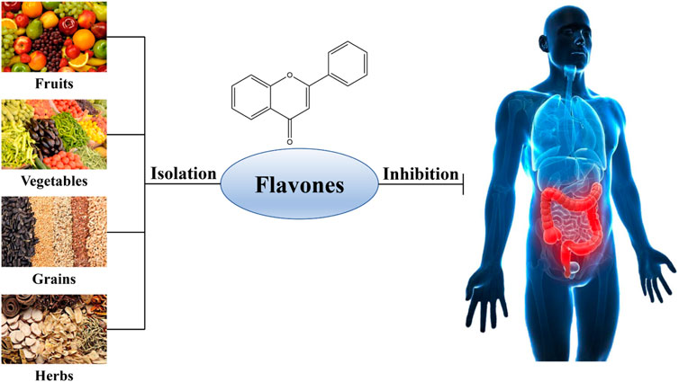 Frontiers | Natural flavones from edible and medicinal plants exhibit ...
