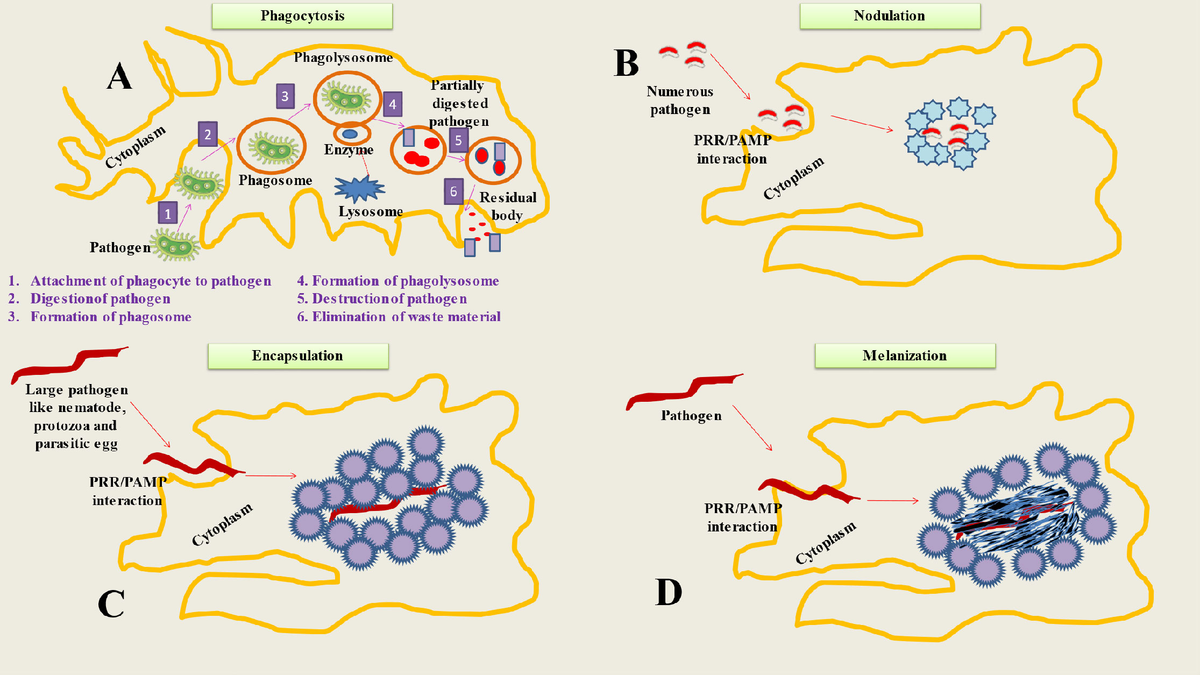 Frontiers | Insect-pathogen crosstalk and the cellular-molecular mechanisms of insect immunity ...