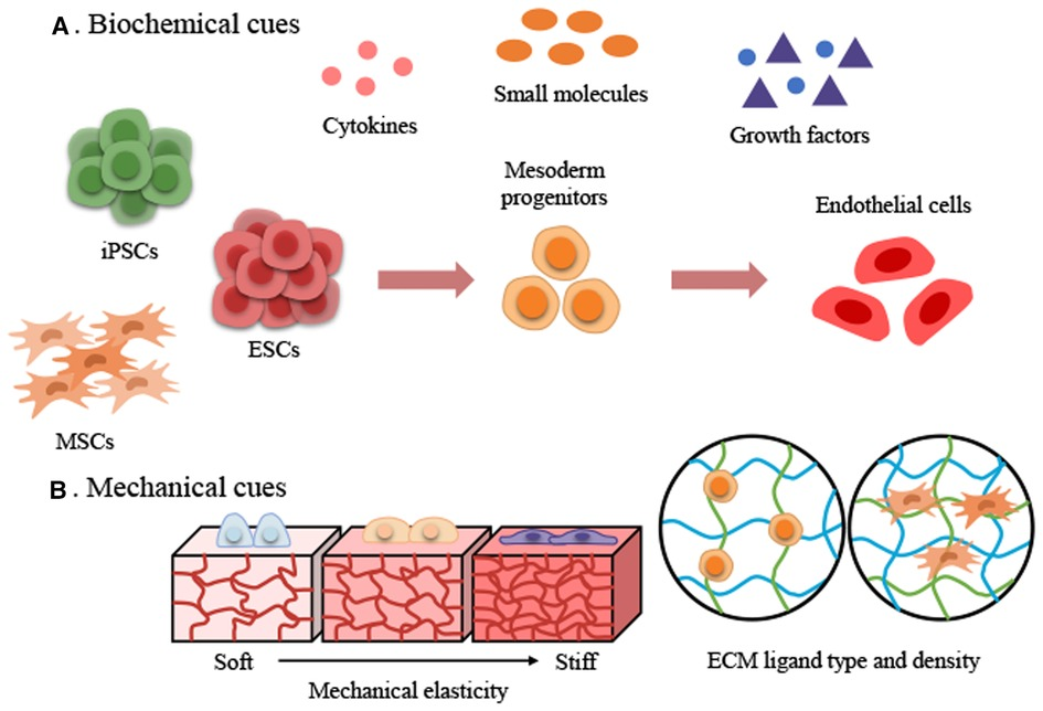 Frontiers | Extracellular matrix cues regulate the differentiation of ...