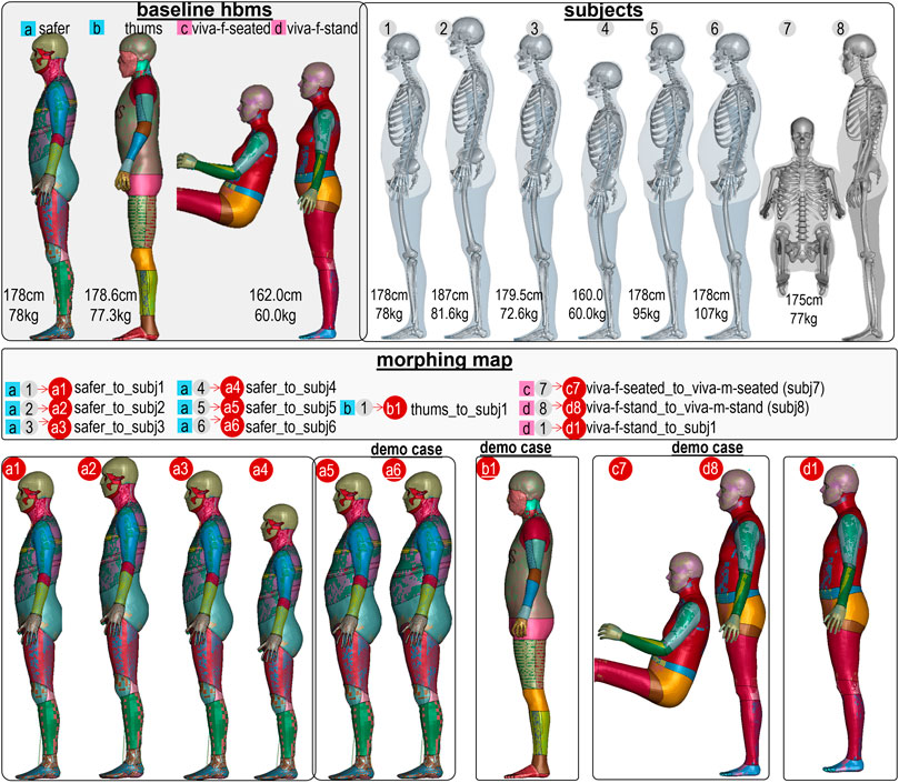 Frontiers | Personalization of human body models and beyond via image ...