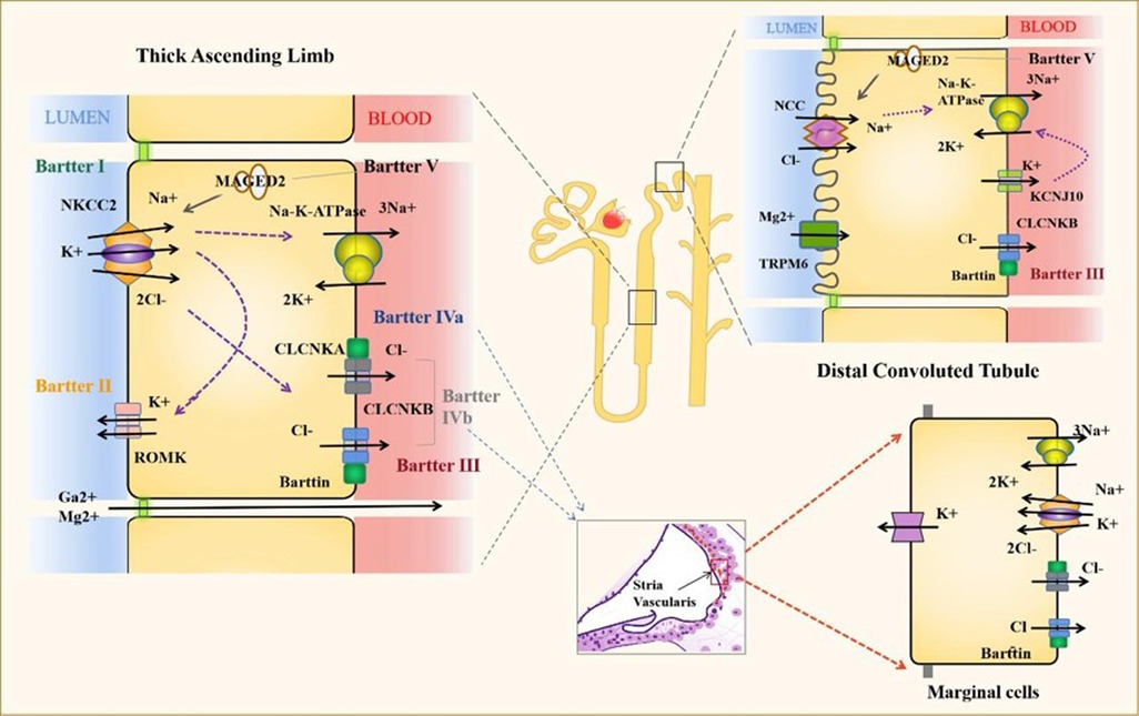 Frontiers | Bartter syndrome type III with glomerular dysplasia and ...