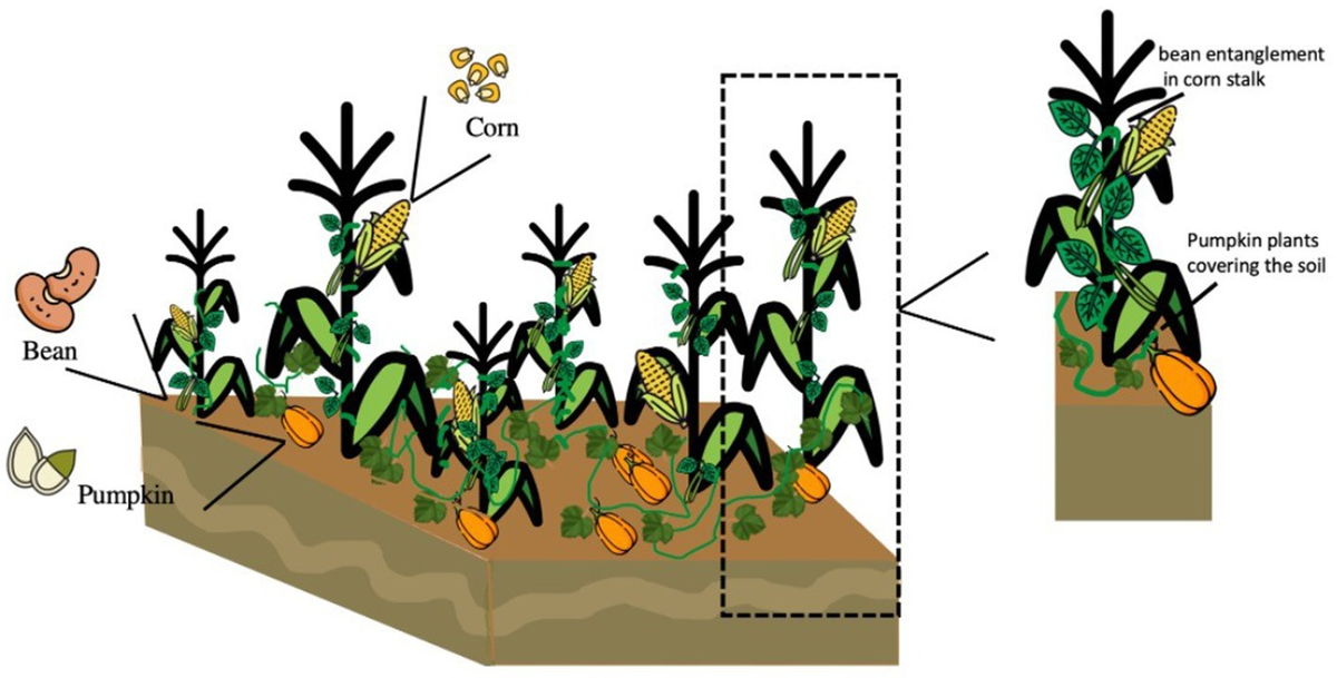 Frontiers | Nutritional, bioactive components and health properties of ...