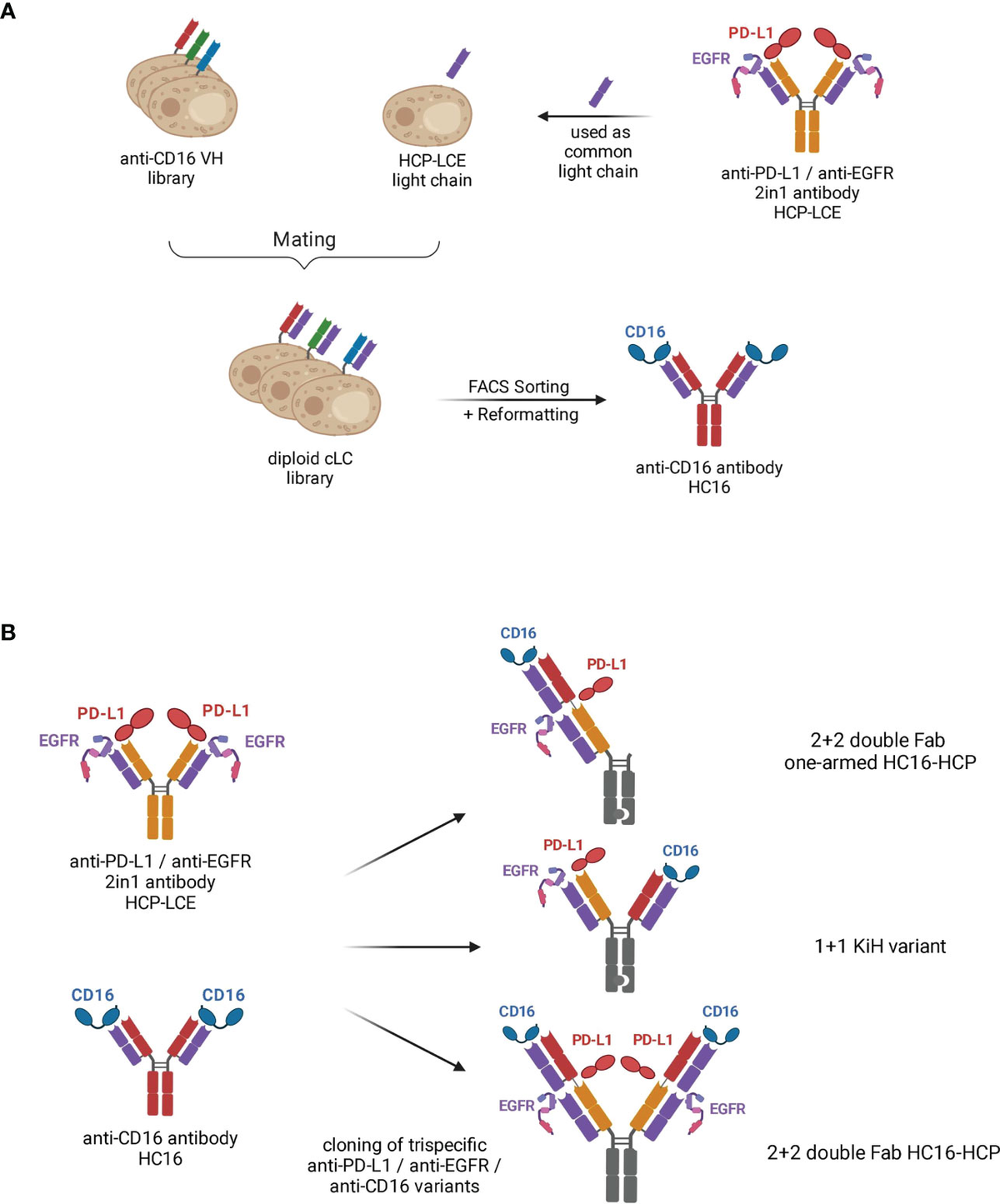 Frontiers | Generation of a symmetrical trispecific NK cell engager based on a two-in-one antibody