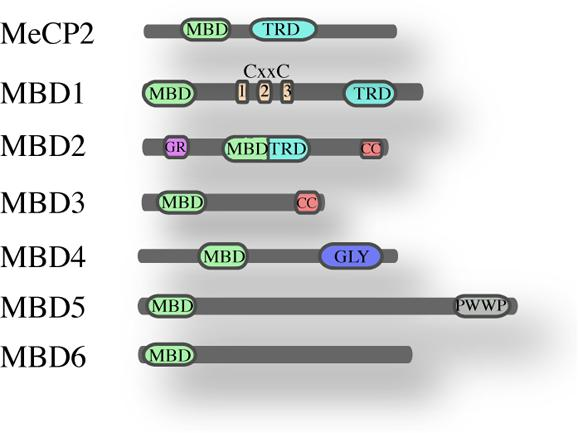 Frontiers | MBD2 and MBD3: elusive functions and mechanisms